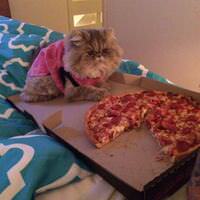 I Has A Sad