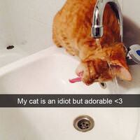 Whaaaa Cat